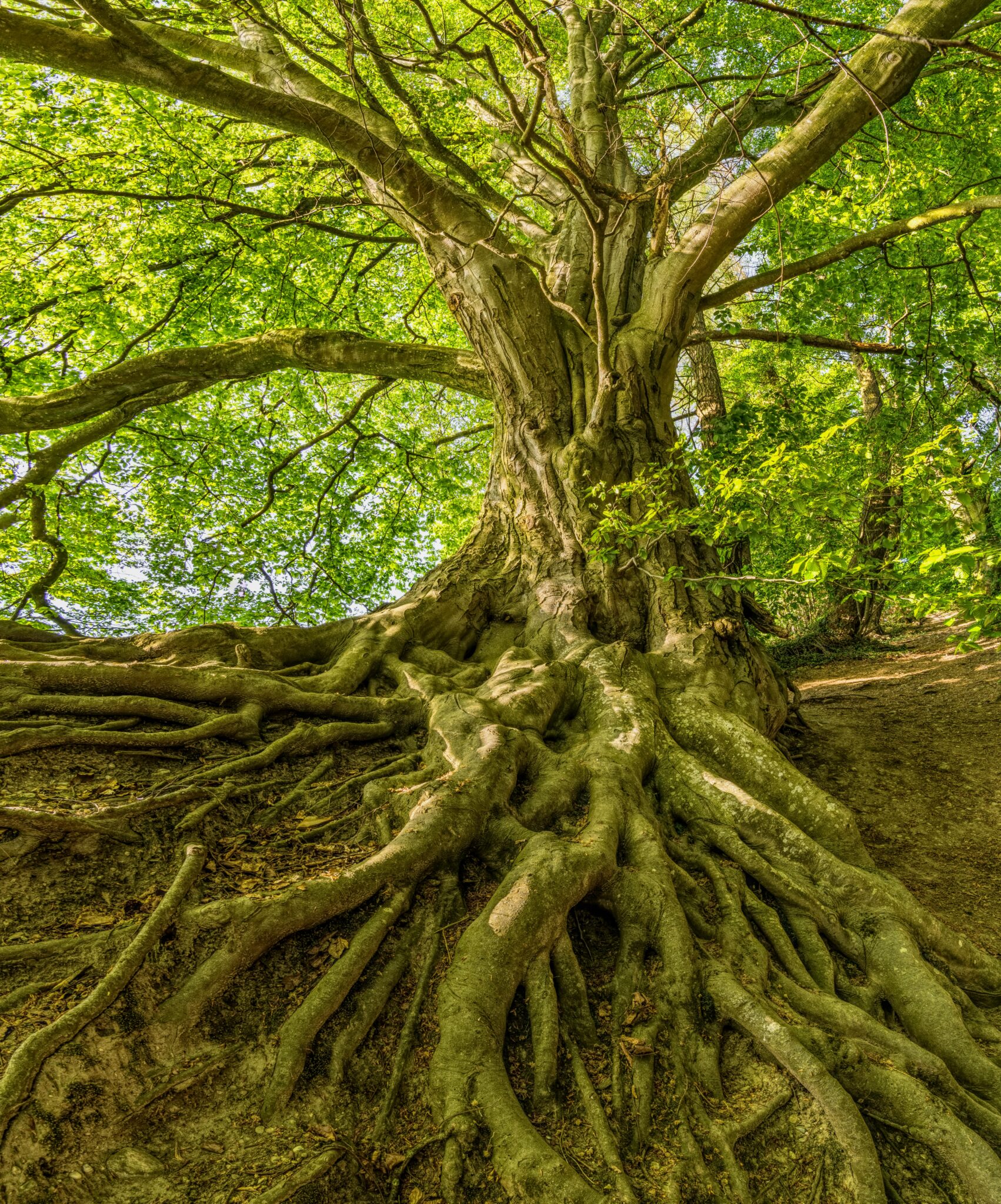 110+ Stunning Tree Drawing References to Improve Your Art Instantly ...