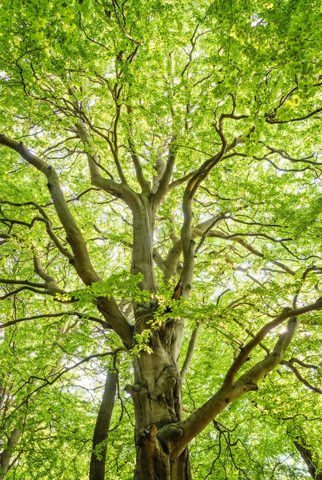 110+ Stunning Tree Drawing References to Improve Your Art Instantly ...