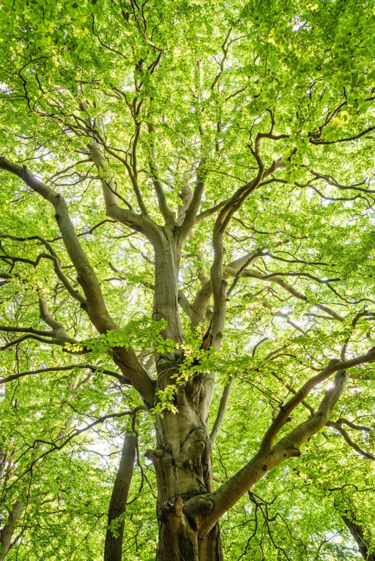 110+ Stunning Tree Drawing References to Improve Your Art Instantly ...