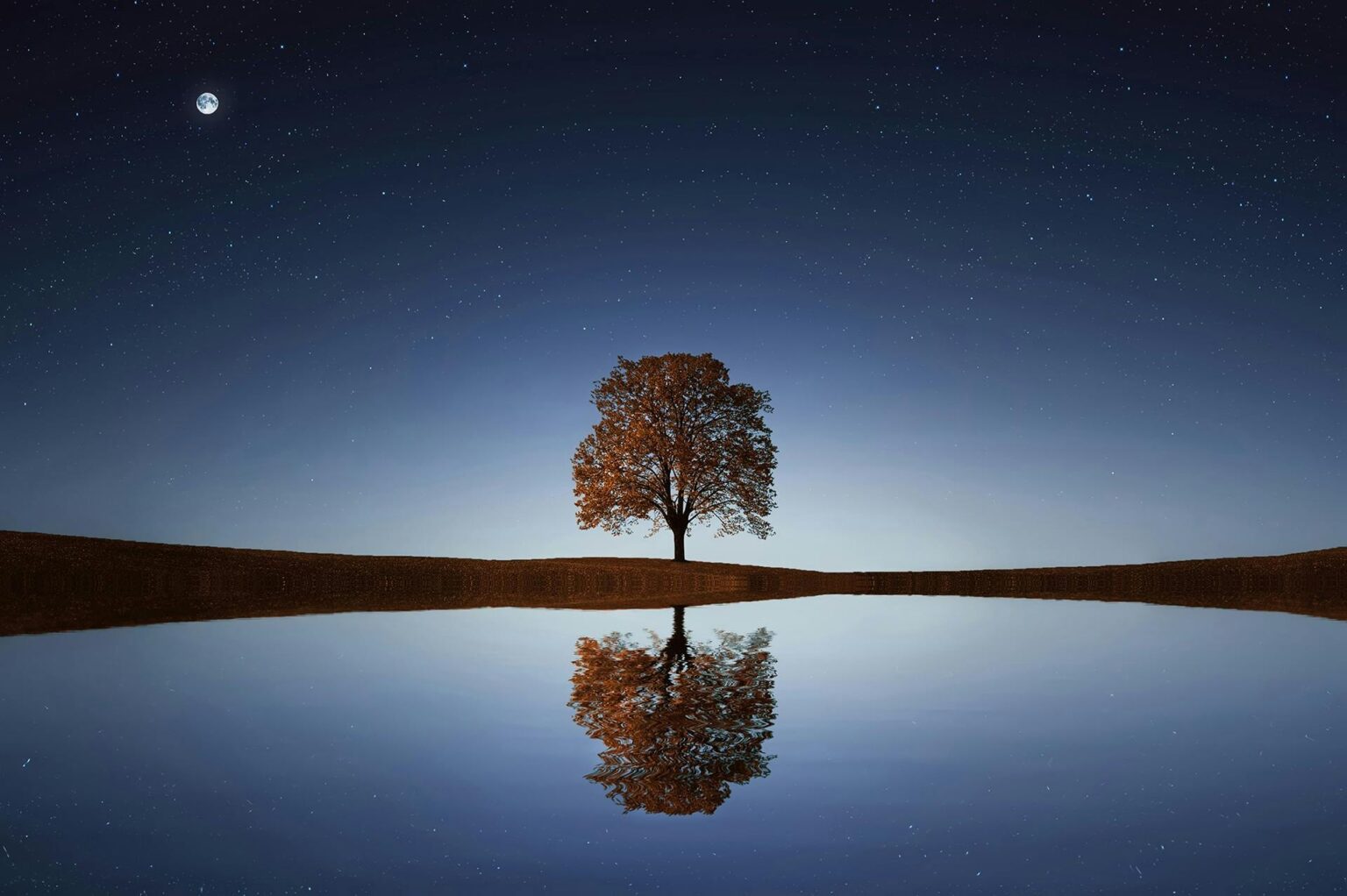 110+ Stunning Tree Drawing References to Improve Your Art Instantly ...